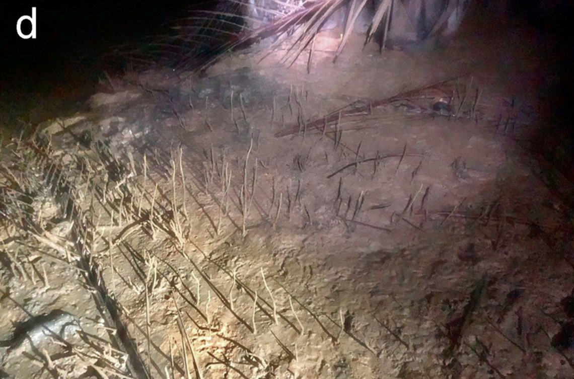 ‘Gold'-tinged creature sucked out of mud in Malaysia in first-of-its ...