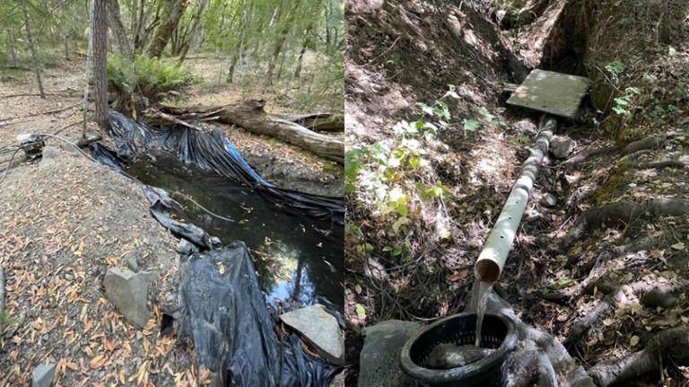 CDFW sweeps illegal cannabis farms operating on sensitive NorCal habitats