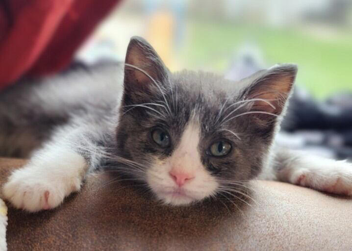 Grand Forks animal shelter rescues 25 cats from hoarding situation