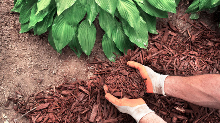 What Mushrooms Growing In Mulch Are Telling You About The Health Of ...