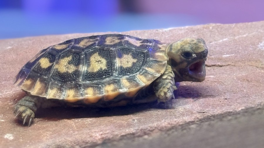 Second African pancake tortoise hatches at Denver Zoo Conservation Alliance