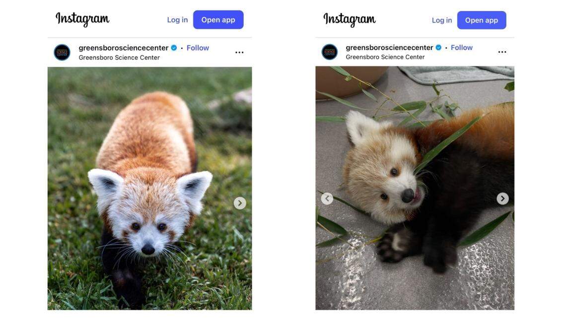 ‘Spunky' endangered red panda - the ‘brightest little light' - dies at ...