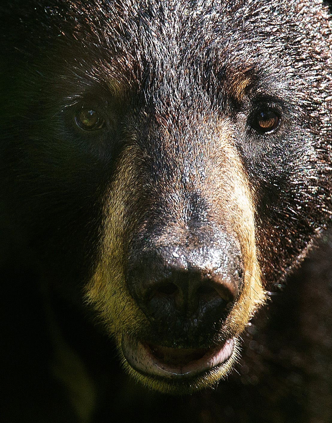 It's almost bear hunting season in Minnesota: Here's what to know before it starts