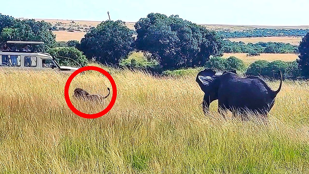 Predator turns prey! Grumpy elephant chases lion during Kenyan safari tour