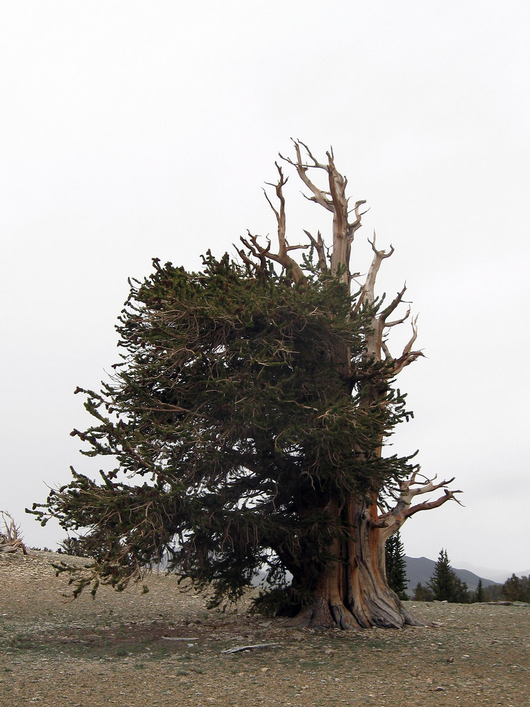 The World's 10 Oldest Living Trees