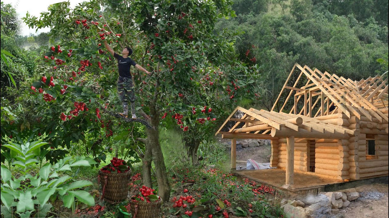 Harvesting Sweet Red Apples, Growing Vegetables & Building a New House