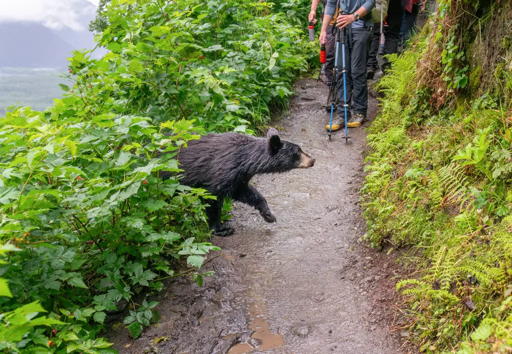 13 situations where running from an animal makes things worse