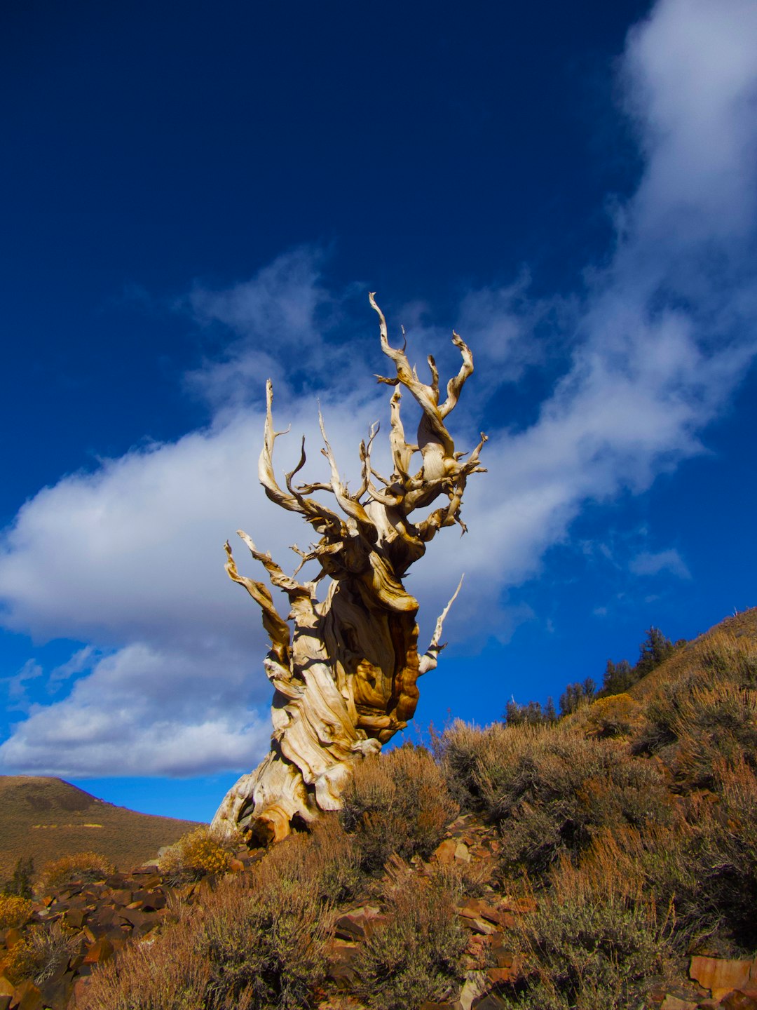 The World's 10 Oldest Living Trees