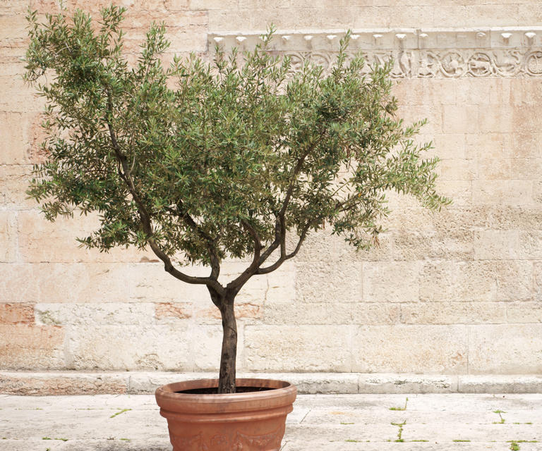 How and when to fertilize olive trees – for healthy evergreen growth ...