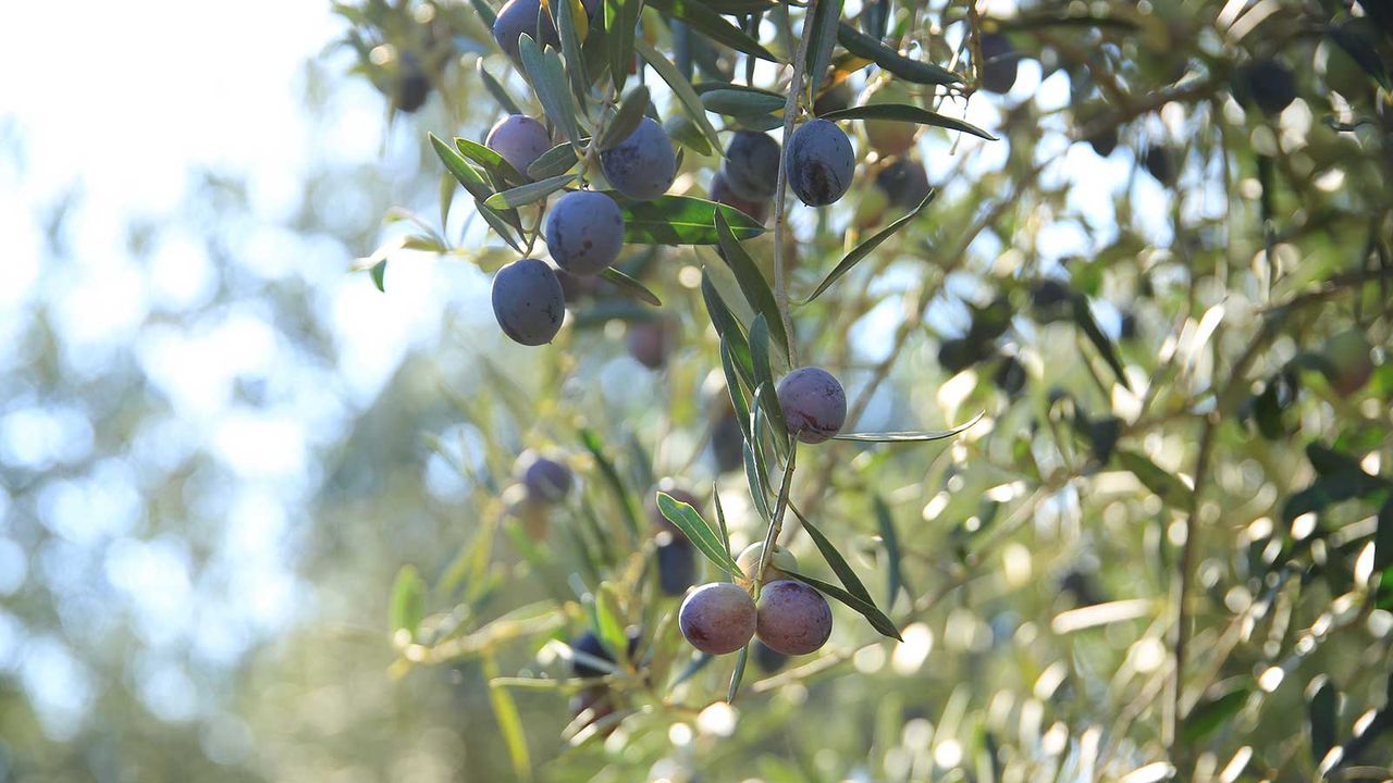 How and when to fertilize olive trees – for healthy evergreen growth ...