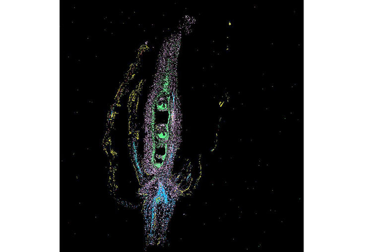 New foundational atlas spans the entire Arabidopsis life cycle