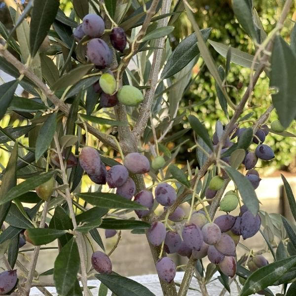 How to grow olive trees in pots – for an unfussy, evergreen container ...