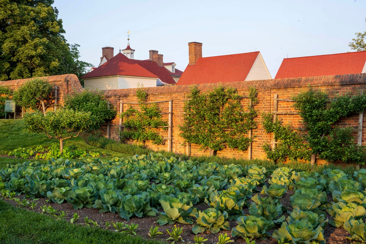 Grow fruit trees in small spaces with the trick known as espalier