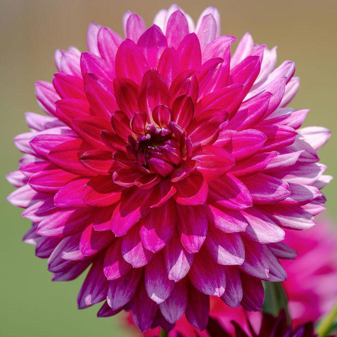 8 Gorgeous Dahlia Colors for Standout Summer Gardens