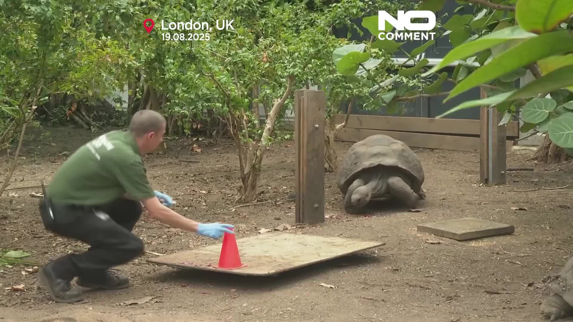 London Zoo animals step onto scales for annual weigh-in