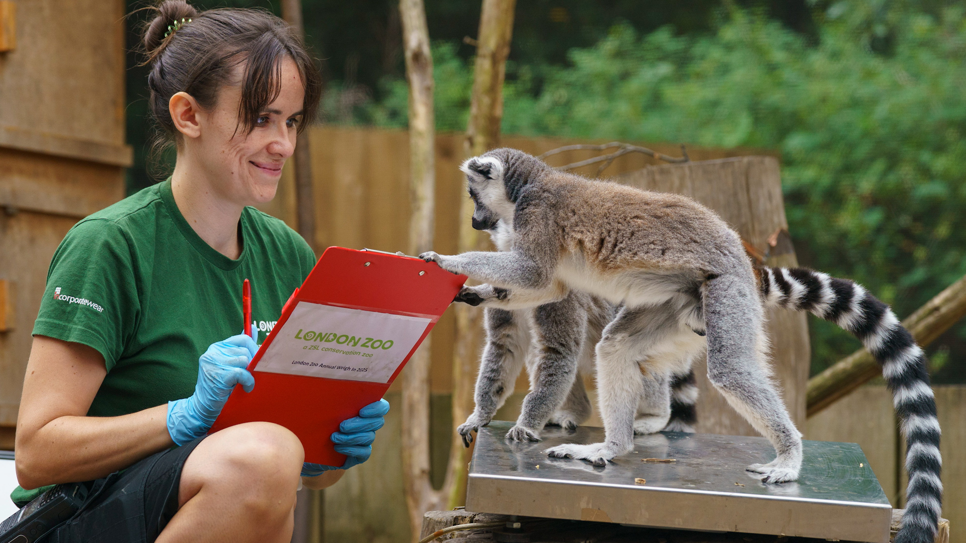Cute footage shows penguins, capybaras and lemurs being weighed at zoo