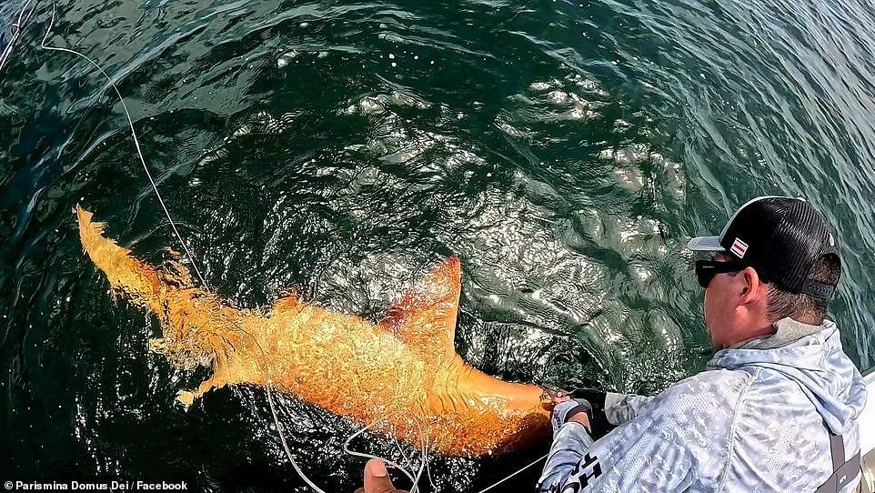 Rare orange shark captured in first-of-its-kind sighting