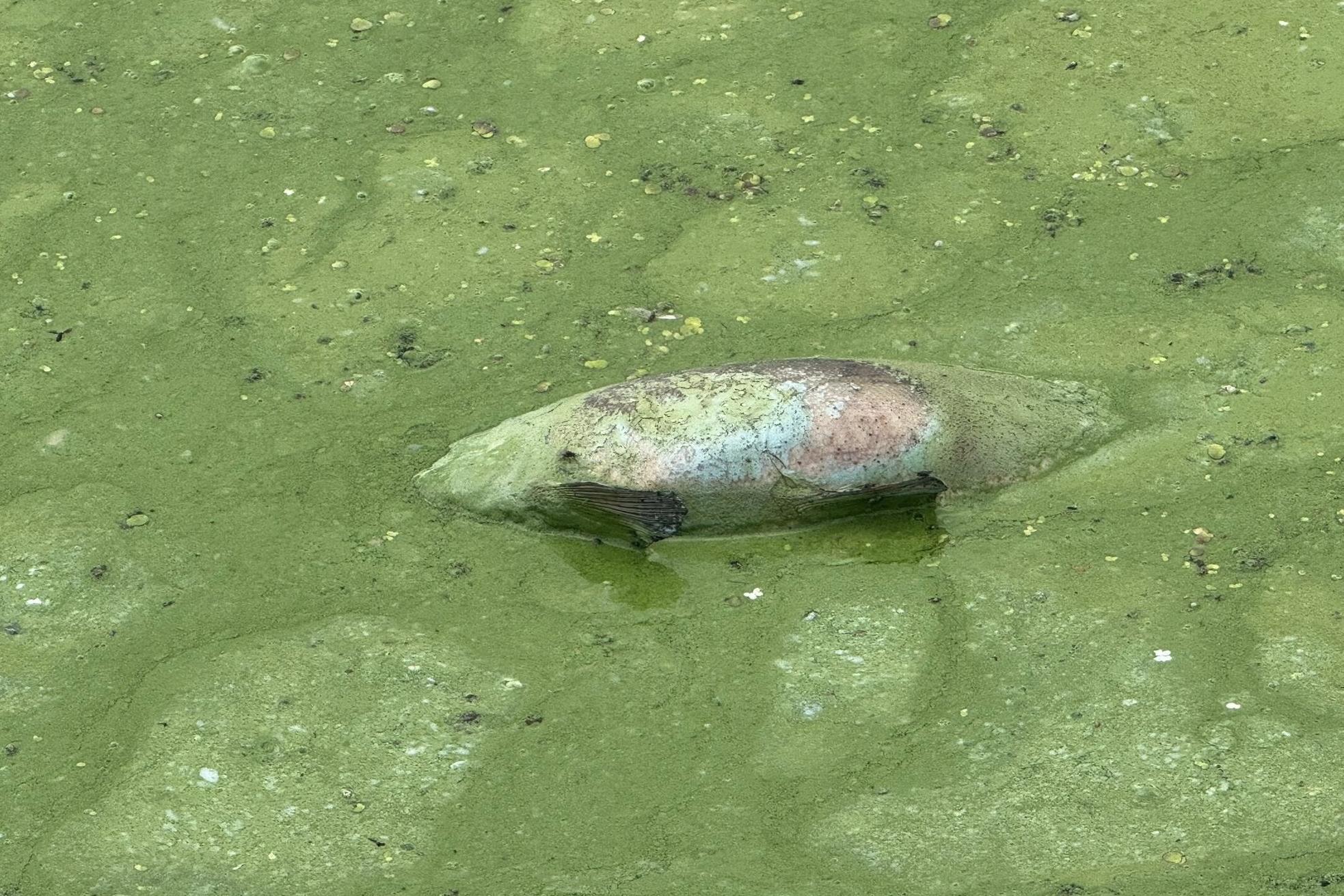 Lough Neagh angler says distressed eels climbing out of water due to ...
