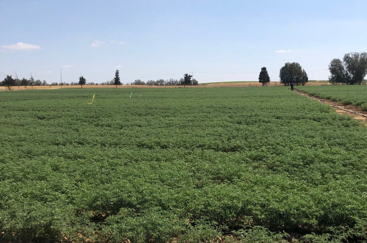 Satellite imagery-driven models support chickpea farmers in the field