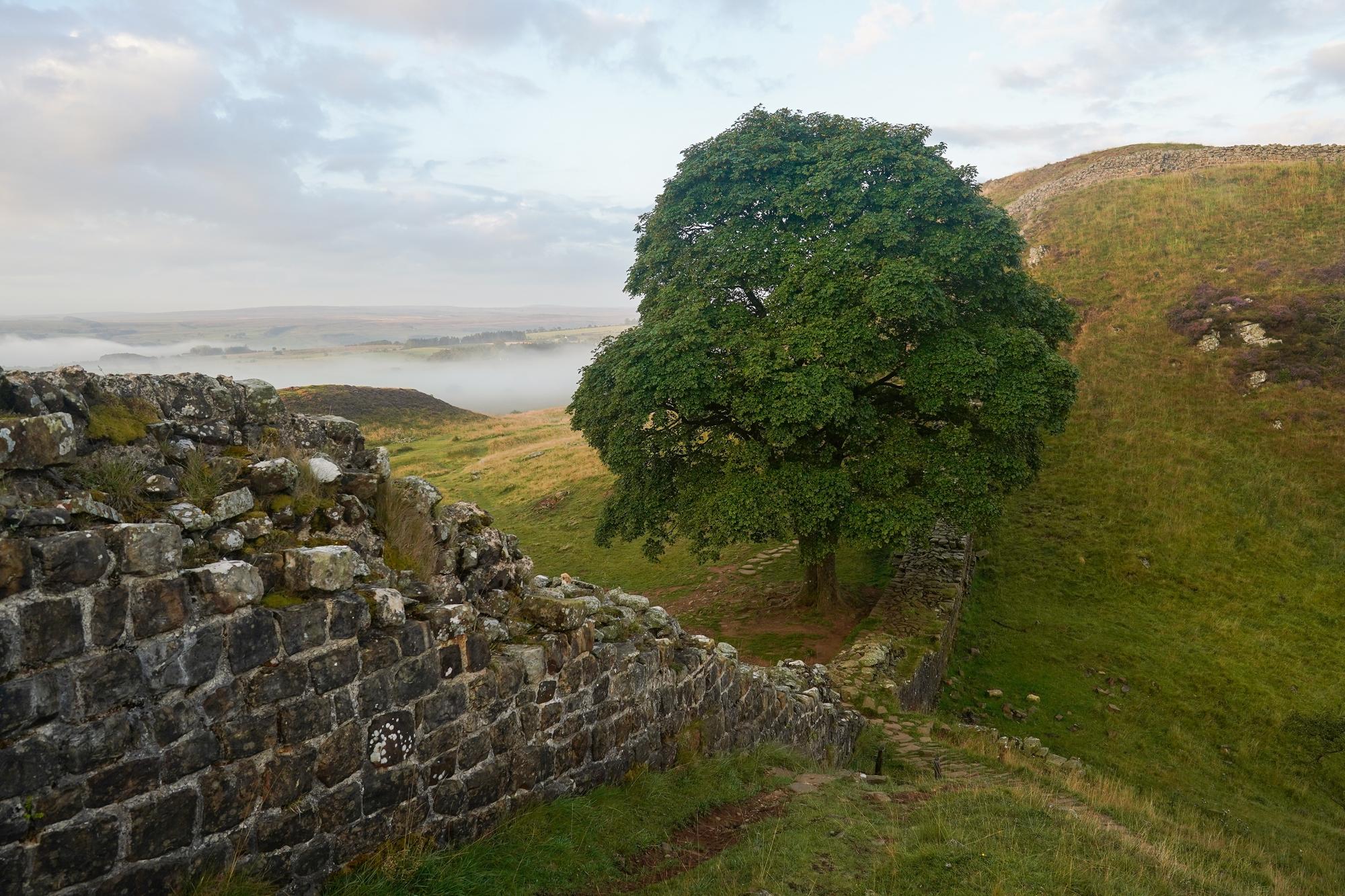 Sycamore Gap sapling to be planted in memory of big-hearted Strabane ...
