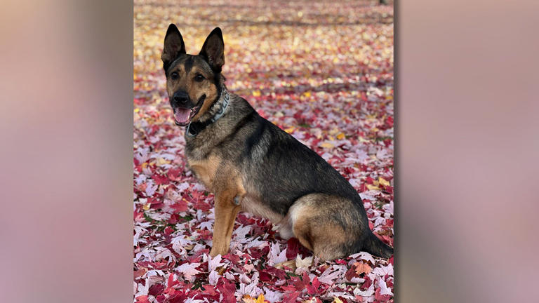 Retired UW-Madison Police K9 dies after brief illness