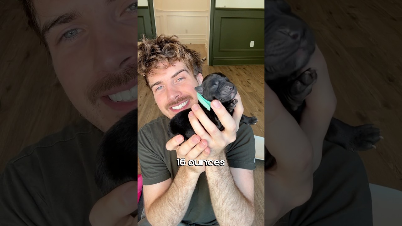 Watch my growing rescue puppies get their new colors