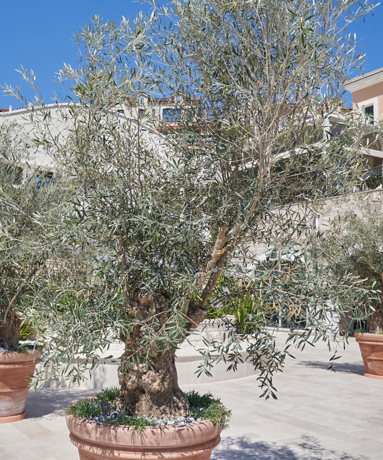 How and when to fertilize olive trees – for healthy evergreen growth ...
