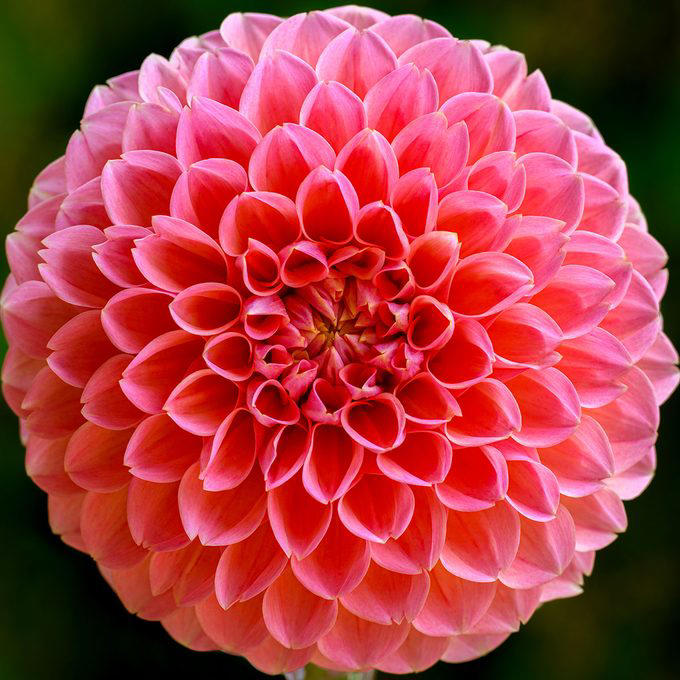 8 Gorgeous Dahlia Colors for Standout Summer Gardens