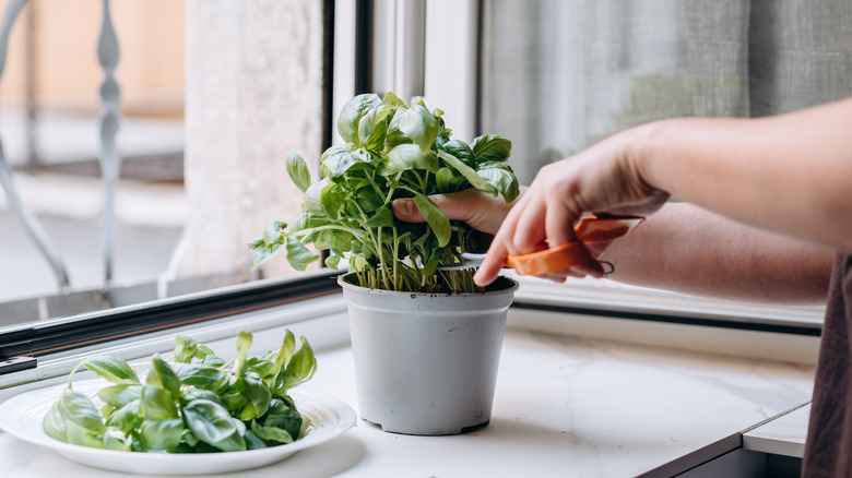 How You Can Save Money By Turning One Basil Plant Into A Never-Ending ...