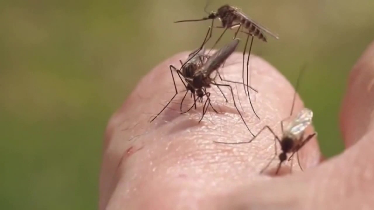 Mosquito bite spreads dengue fever to Hillsborough County resident for ...