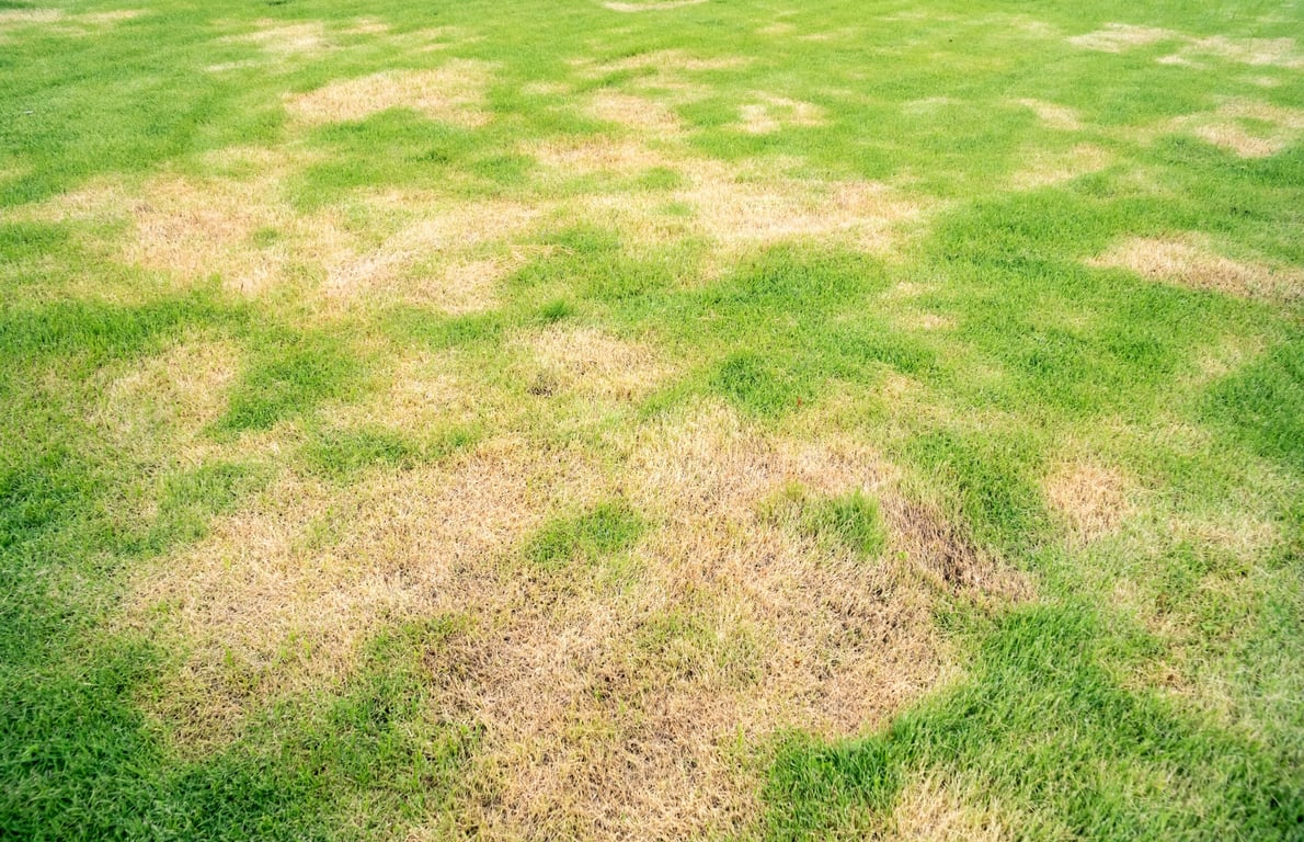How to fertilize new grass without accidentally killing it