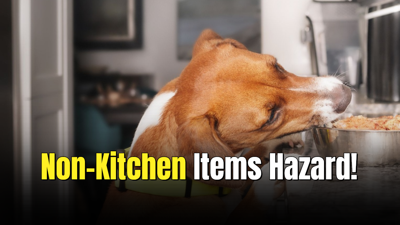 8 Things to Never Leave on Your Kitchen Countertop