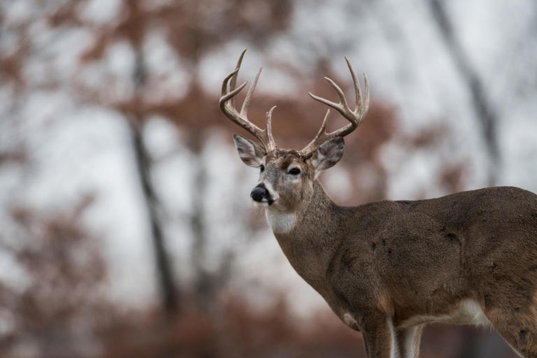 Oklahoma deer season 2025: What to know about new rules, limits, youth ...
