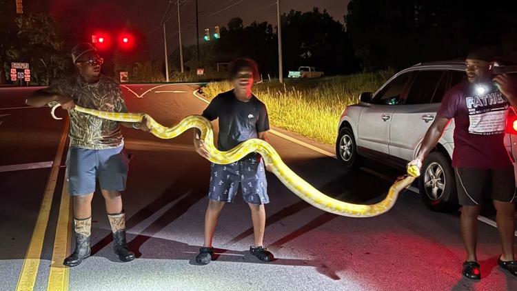 Giant python found roaming near school campus in South Carolina
