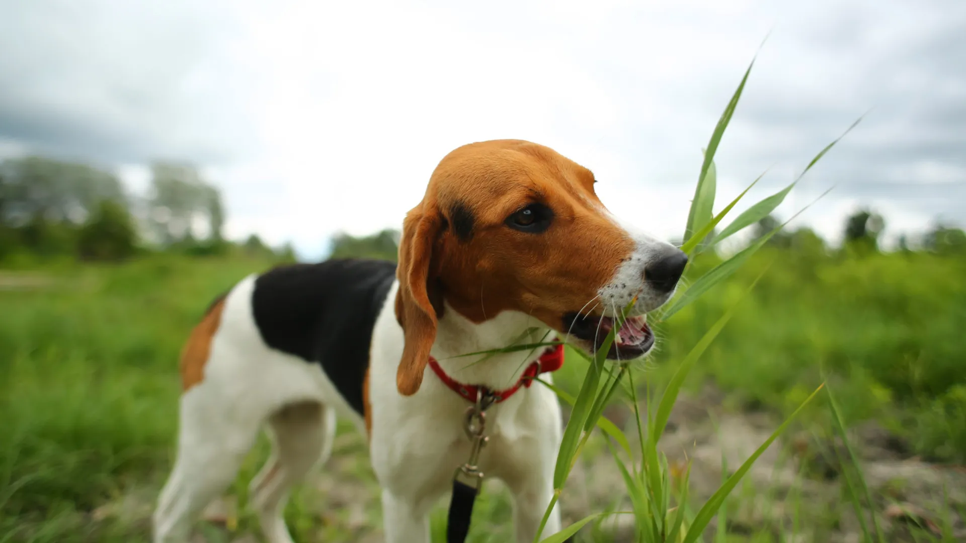 Um ano de cachorro equivale a sete humanos? Errado!