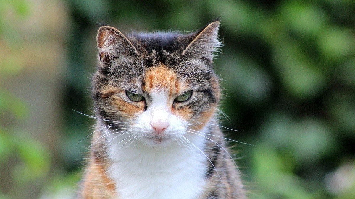 This is how cats show jealousy: 8 signs they show their annoyance ...