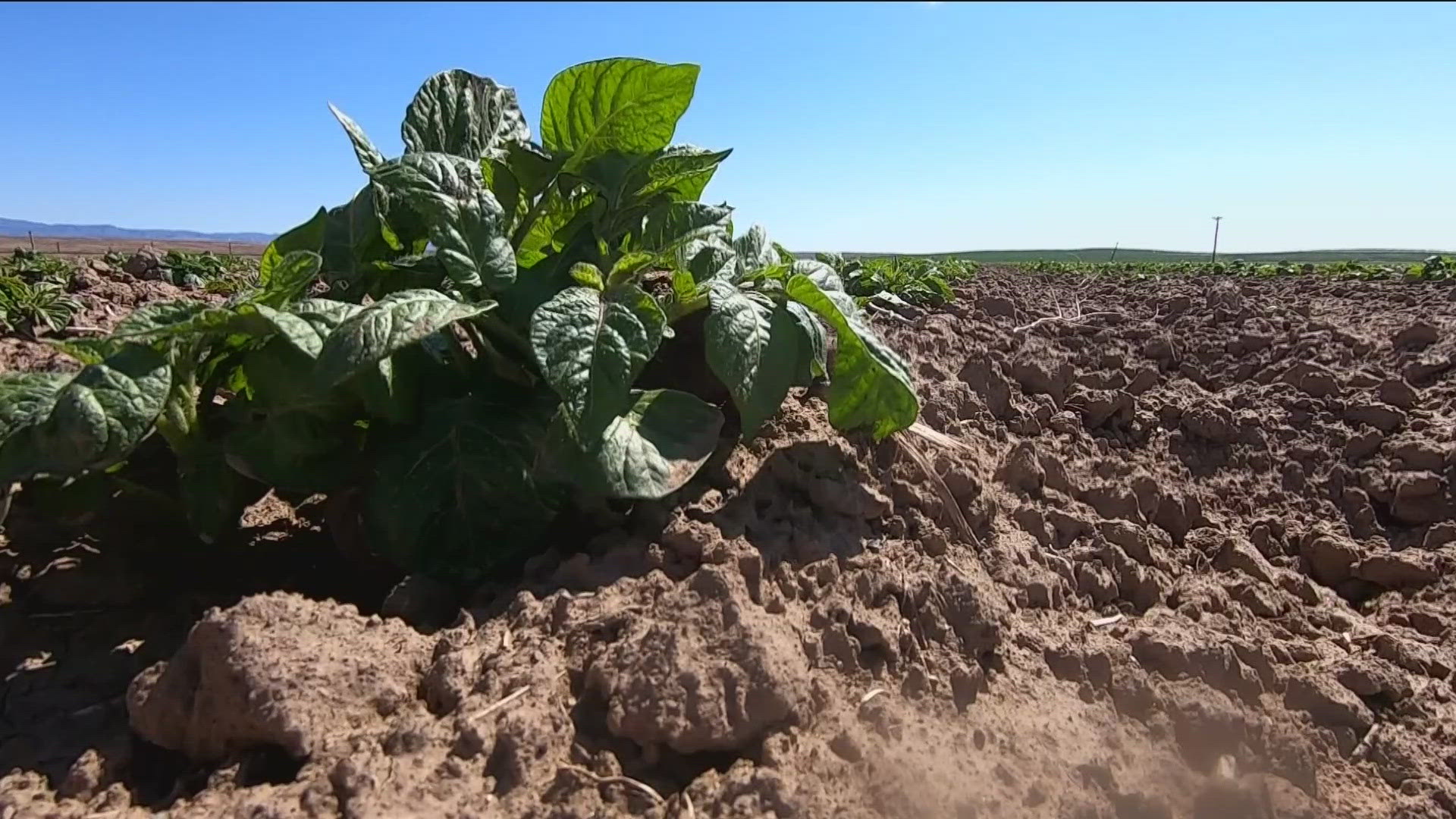 'I say potato, you say tomato': Researchers find potatoes' DNA is ...