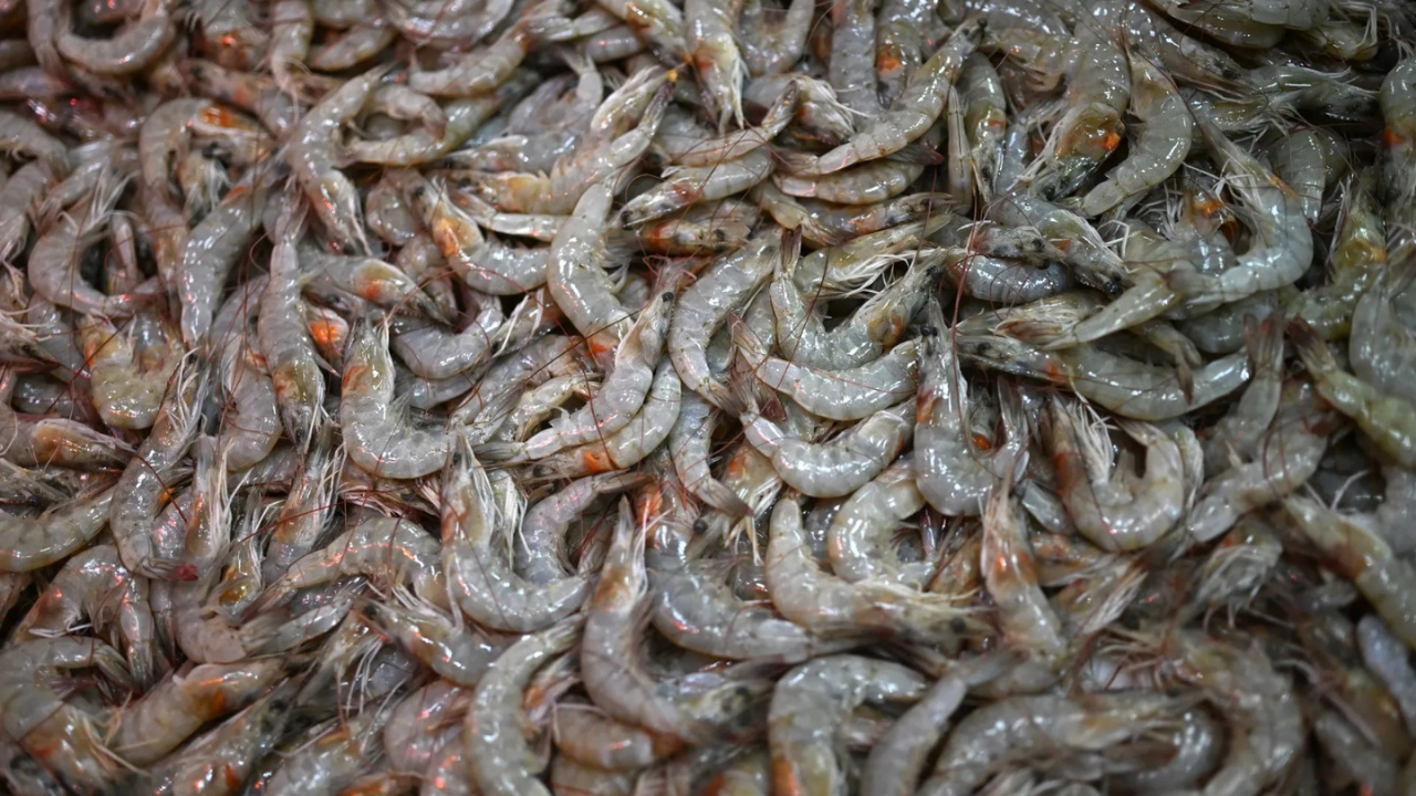 Did Trump’s FDA Cuts Cause Radioactive Shrimp Recall At Walmart? Fact ...