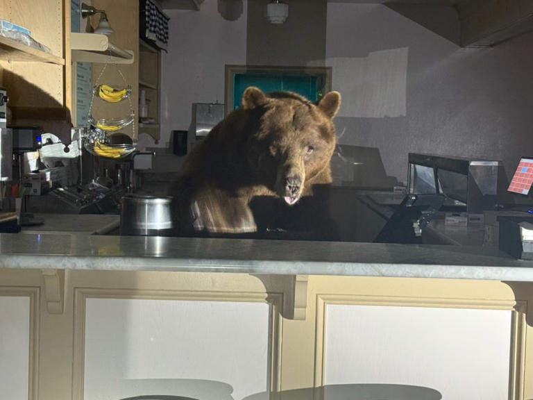 Bear makes surprise appearance at California ice cream shop