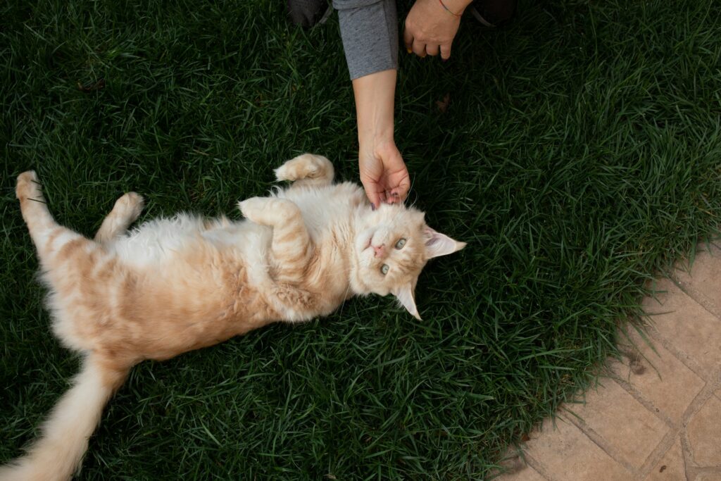 12 Reasons To Own a Maine Coon & What Makes Them So Special