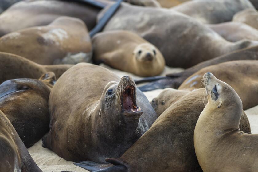 Outbreak of kidney disease is killing sea lions in California. Here's ...