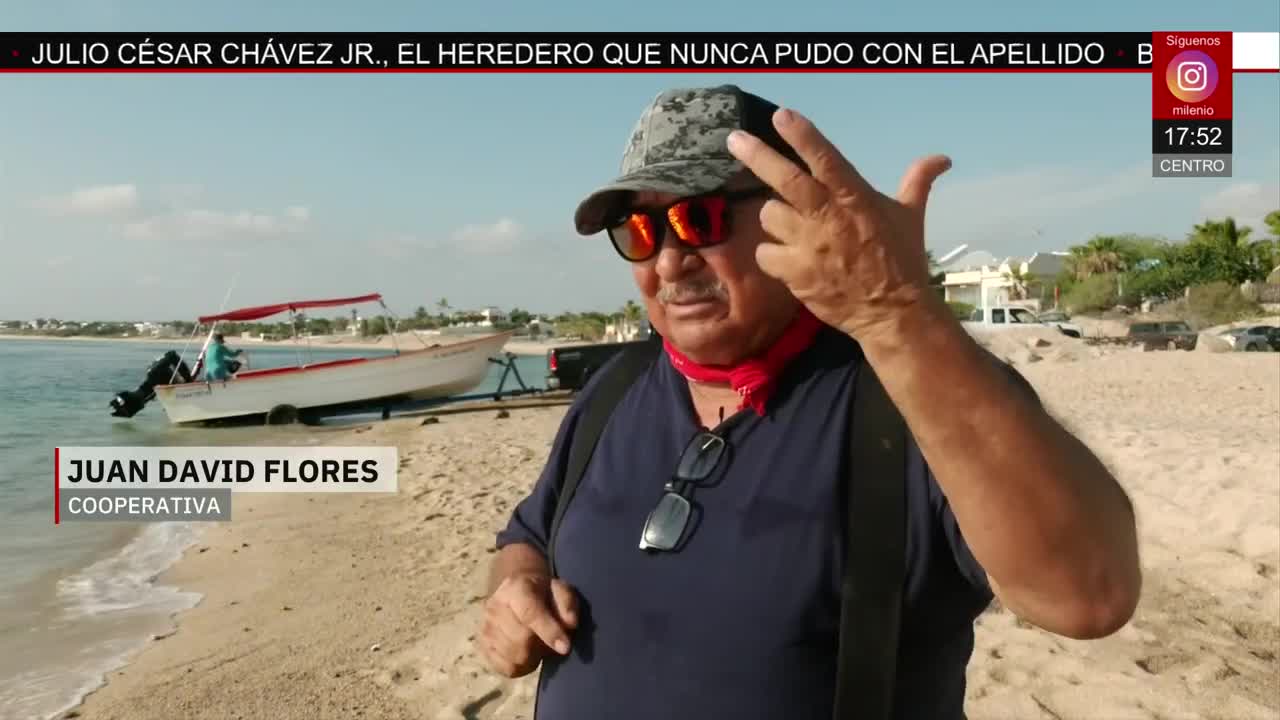 Así comenzó el nado con orcas en Baja California Sur | Milenio Hábitat
