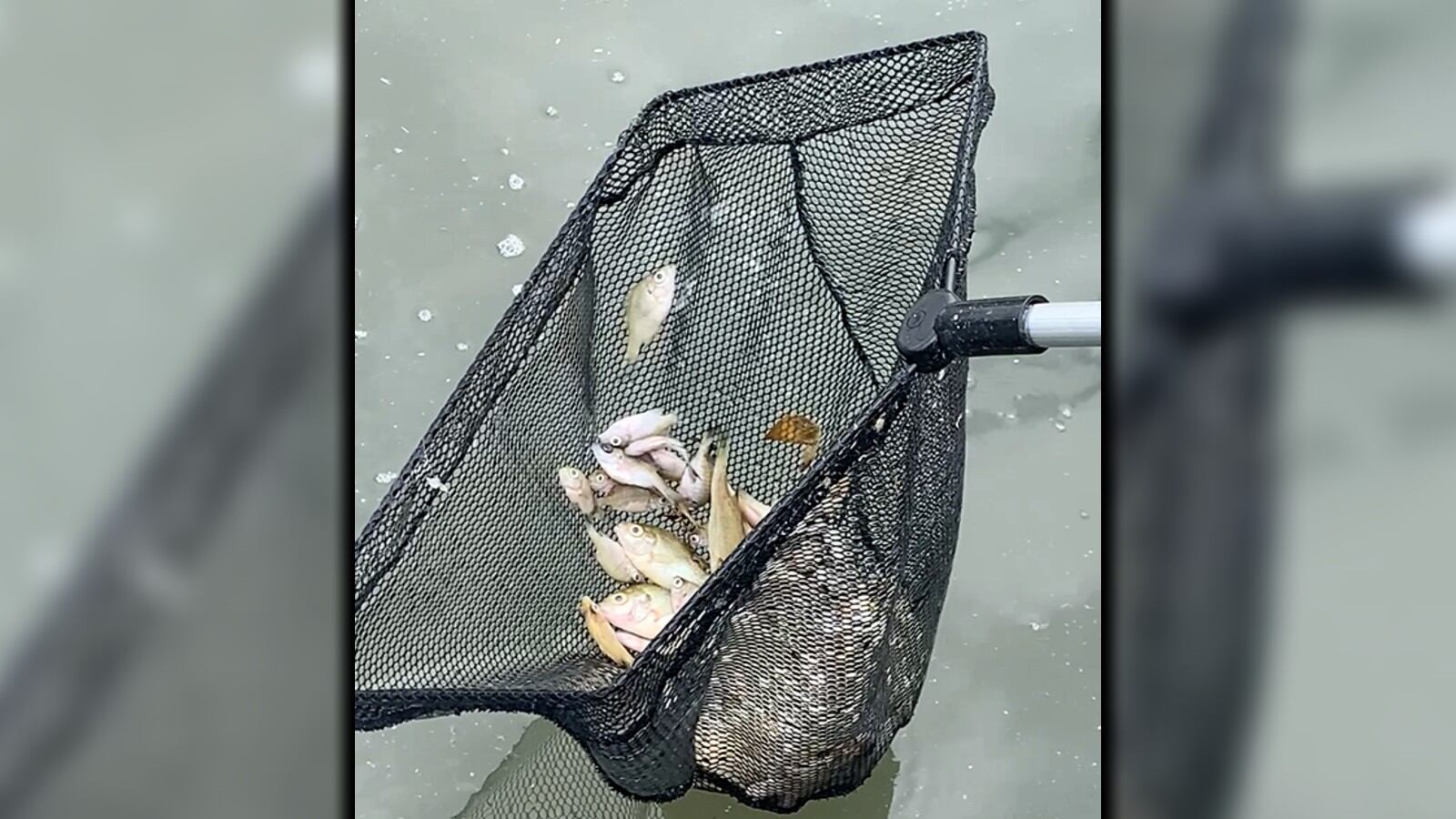‘Fish kill’ leaves large number of fish dead in Rowan County pond