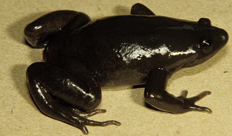 Creature found on ‘rainy night' in Panama may be oldest ever known. See ...