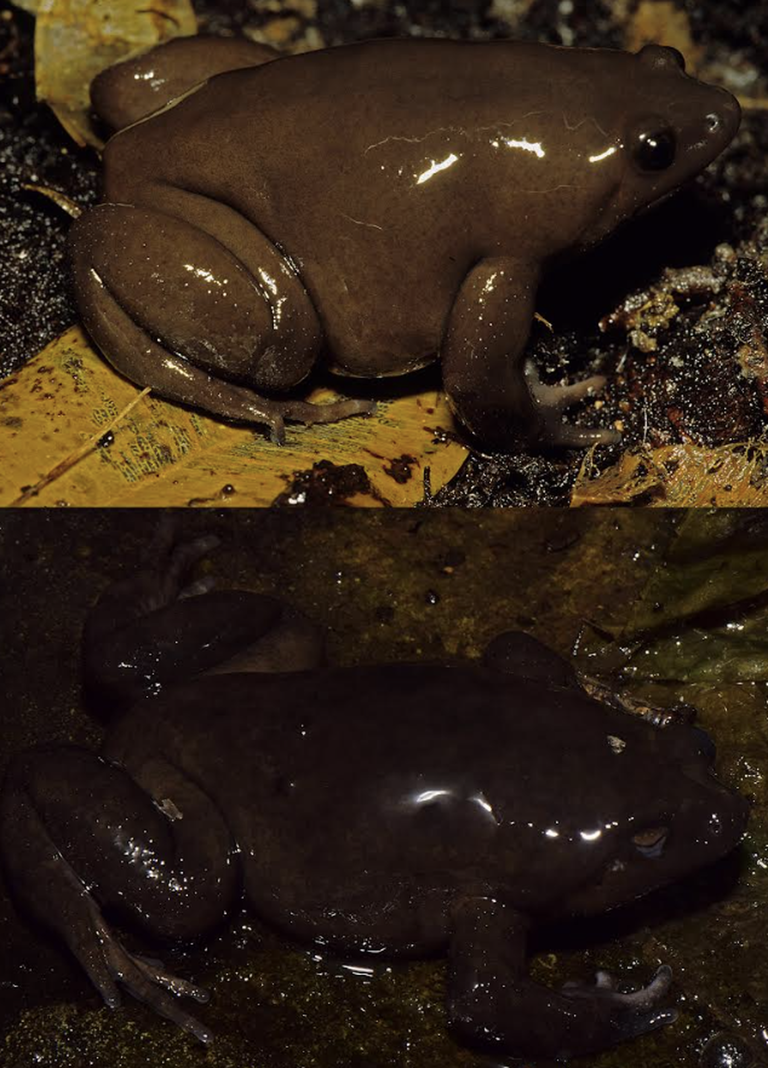 Creature found on ‘rainy night' in Panama may be oldest ever known. See ...