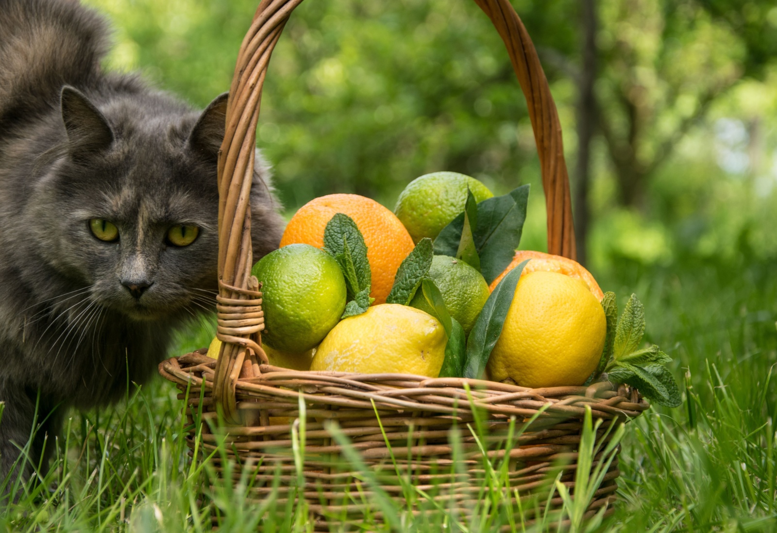 16 Smells Most Cats Can’t Stand
