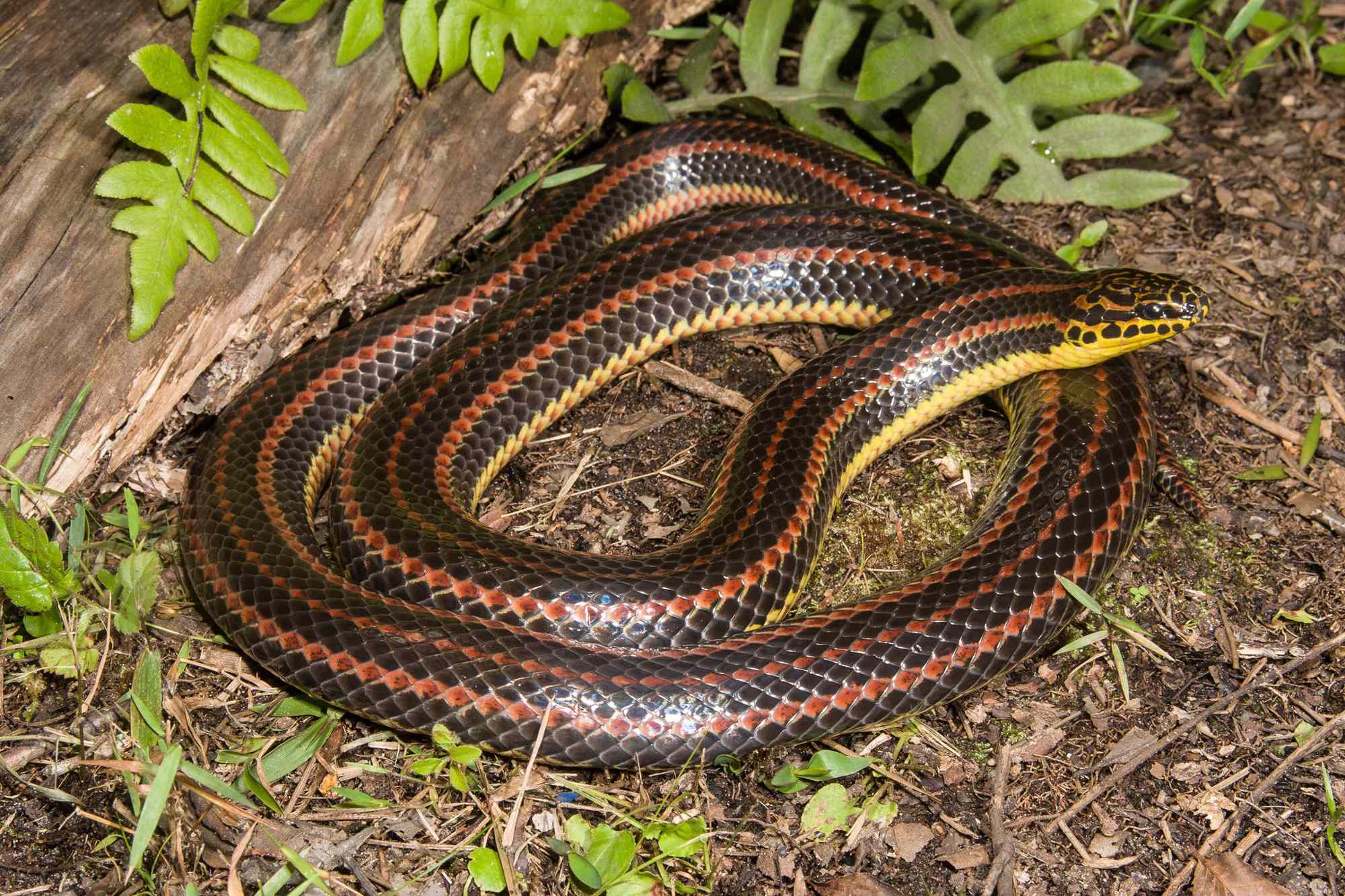 Florida Officials Need Help Finding Secretive, Rare Rainbow Snake Last ...