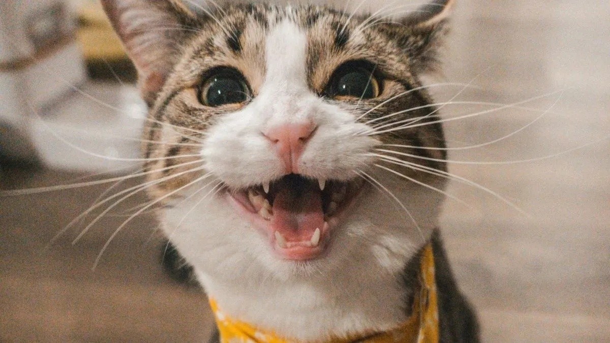 16 hábitos curiosos de gatos que los hacen aún más adorables