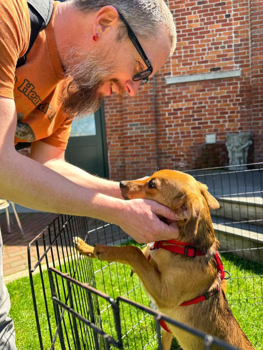 Bell’s Brewery holds ‘National Dog Day’ celebration