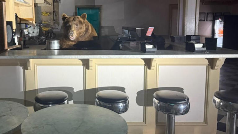 Bear makes surprise appearance at California ice cream shop